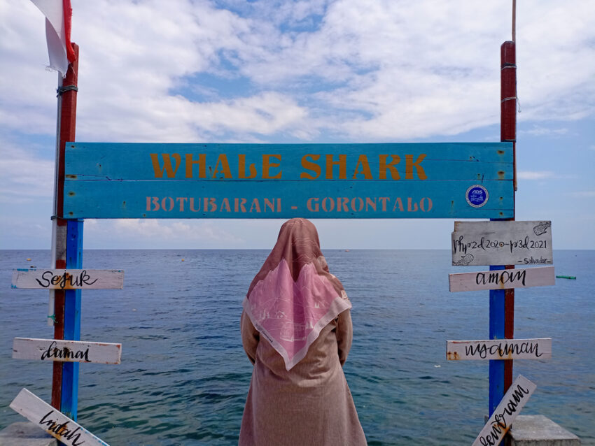Fenomena Wisata Hiu Paus di Botubarani Gorontalo - Jejak Wisataku